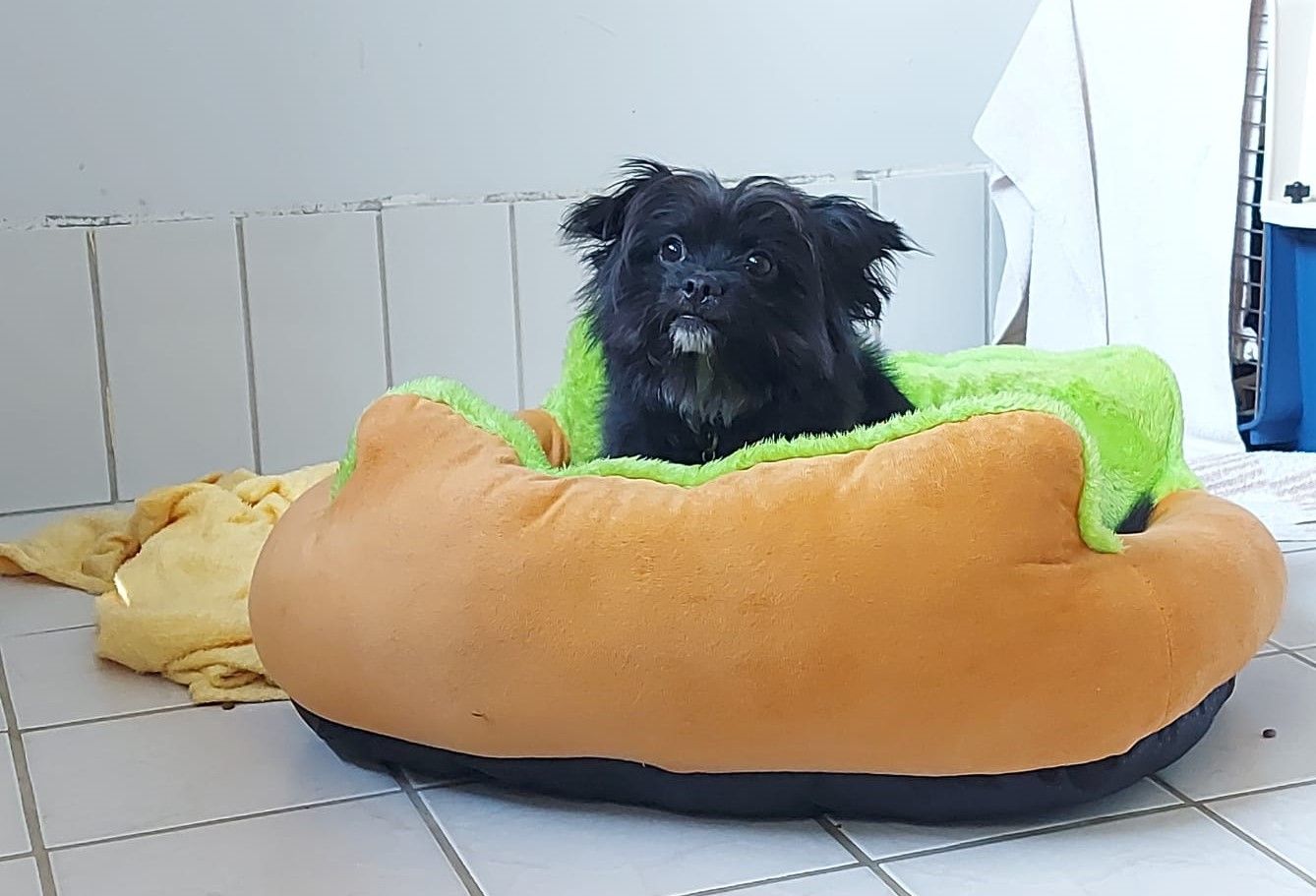 Tierheim Iserlohn - Chichou