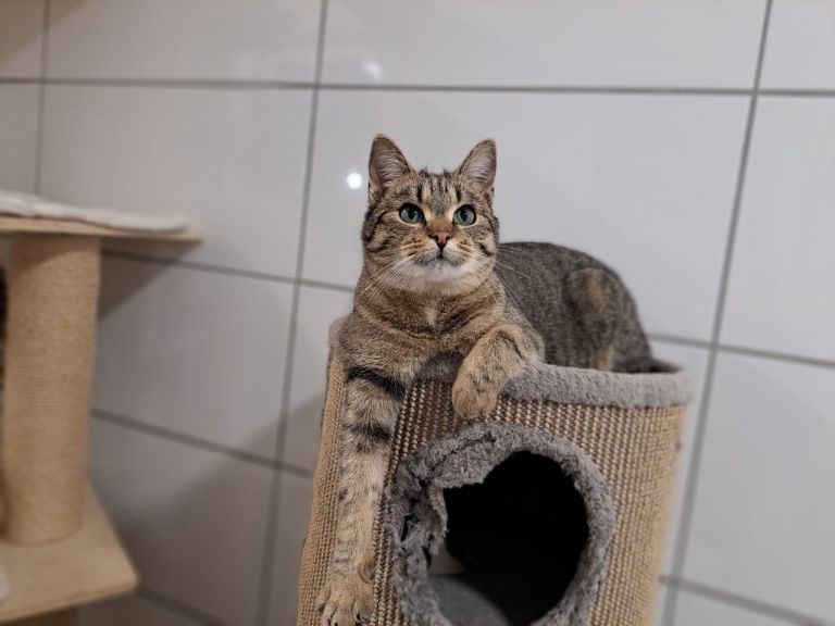 Tierheim Iserlohn - George und Bagheera