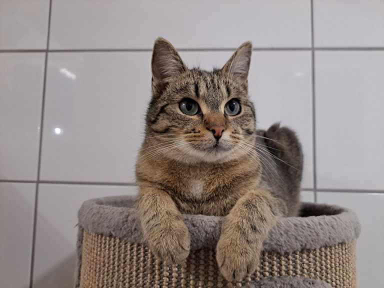 Tierheim Iserlohn - George und Bagheera