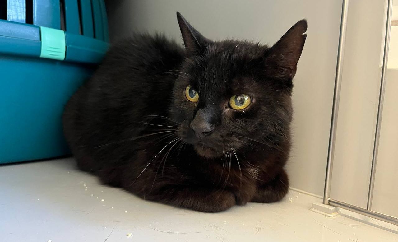 Tierheim Iserlohn - Katzen